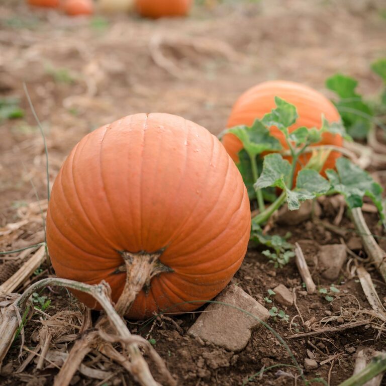 A British History Of Pumpkins - More Than Just Halloween