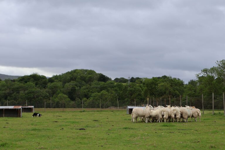 Rhug Estate | Organic Farm, Brasserie & Online Shop